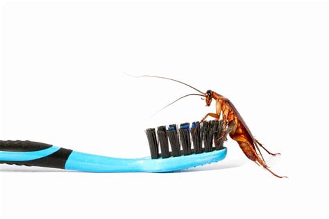 Cockroach Allergy Health Concerns And Prevention Tips In Raleigh Homes Wake Pest