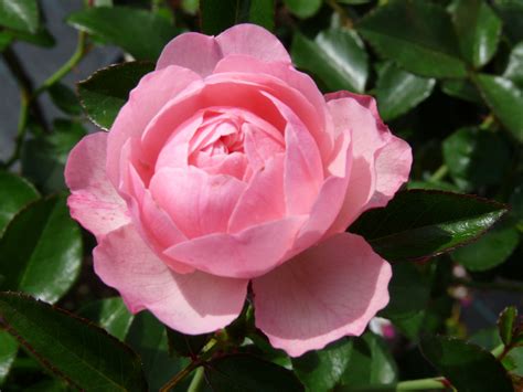 Mini Leonardo Da Vince Sunblaze Stamrozen Rosarium Lottum