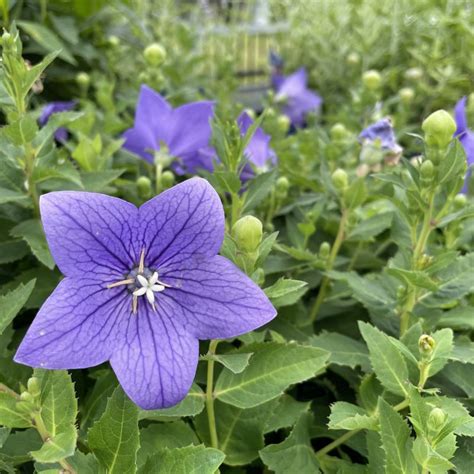 Platycodon Twinkle Blue Knippel Garden Centre