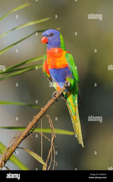 Rainbow Lorikeet Trichoglossus Haematodus Photographed In Queensland