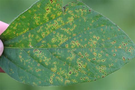 Bacterial Pustule Soybean Disease Soybean Research And Information