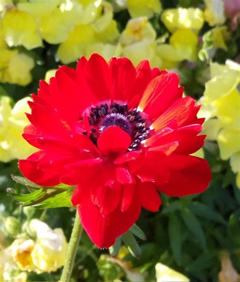 み On Twitter キンギョソウを後ろに従えて、まだまだガンバるぞってアネモネ💯