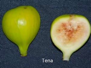 Anim Agro Technology Figs Varieti Di Malaysia Part 2