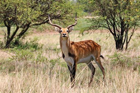 Lechwe Bull Horns Marsh Free Photo On Pixabay