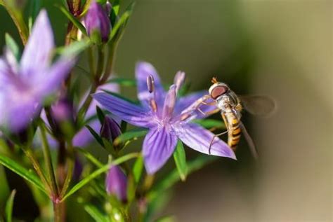 Free Photos Purple Assembly And Hoverfly