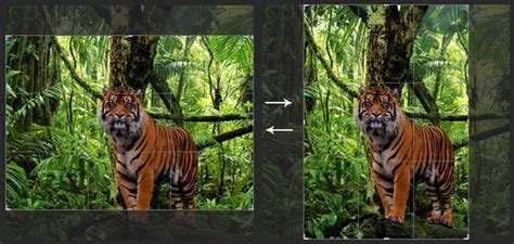 Things You Should Know About The Crop Tool Envato Tuts
