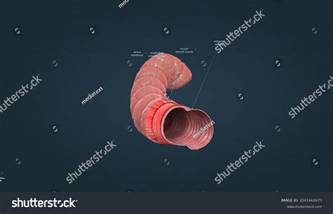 Small Intestine Consists Four Main Layers Stock Illustration 2241662673 Shutterstock
