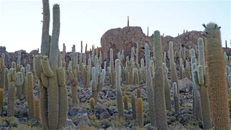 Isla Incahuasi Giant Cactus Island Salar De Uyuni In Bolivia Stock