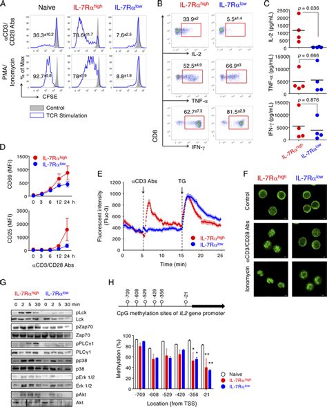 Il 7ra Low Em Cd8 T Cells Proliferate Poorly And Make Less Il 2 And Download Scientific
