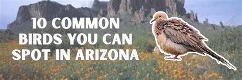 10 Common Birds You Can Spot In Arizona Avian Feathers