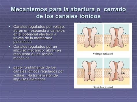 Neurofisiología Canales Ionicos
