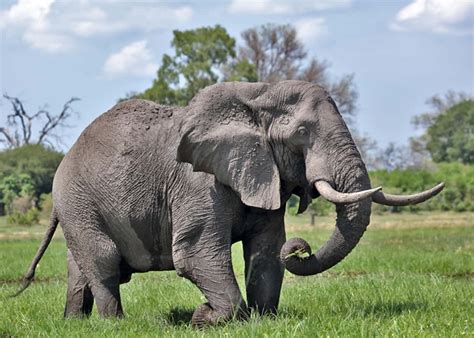 Elephant Photography Hd