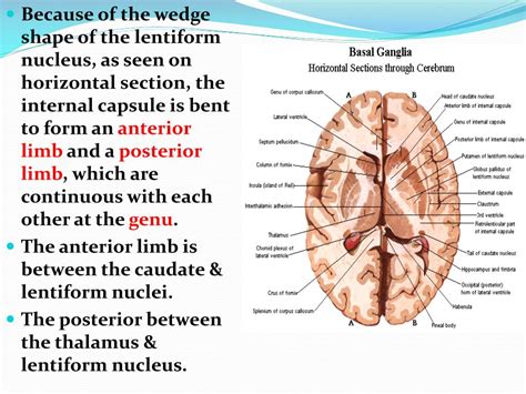 Ppt Internal Capsule Powerpoint Presentation Free Download Id 2821476