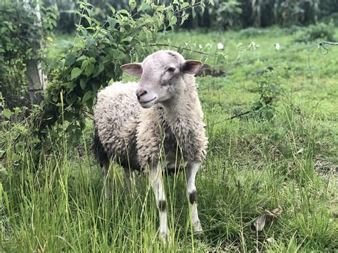 Animal Sheep Mutton Free Photo On Pixabay Pixabay