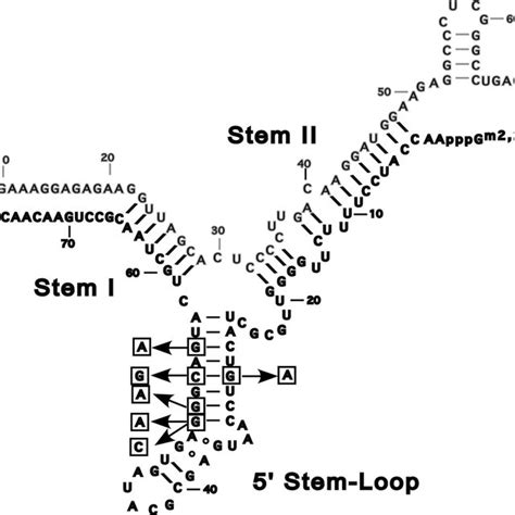 Locations Of Mopd I Mutations In U4atac Snrna Download Scientific Diagram