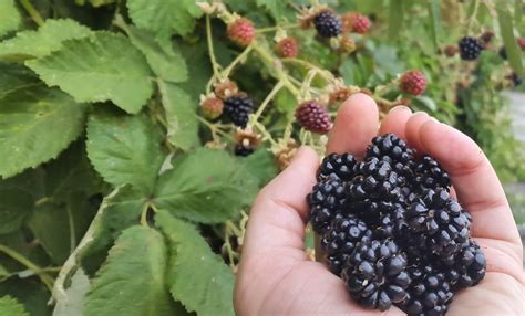 Bartenders Guide To Foraging Blackberries