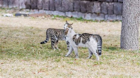 What Happens During Cat Mating Season The Cat Bandit Blog