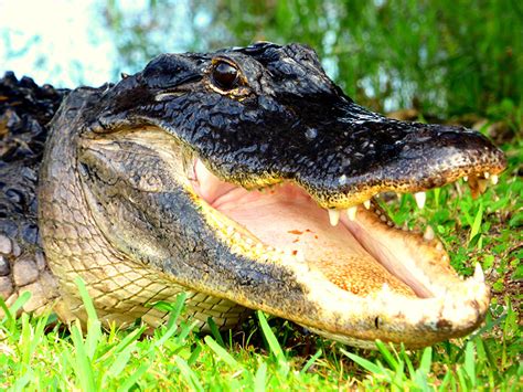 Alligator Teeth Everything You Wanted To Know