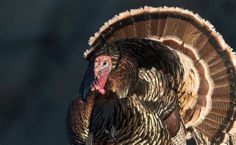 Untitled Zach Hochhalter Flickr