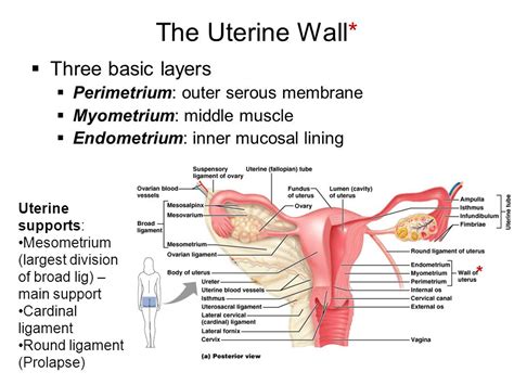 The Reproductive System Ppt Download