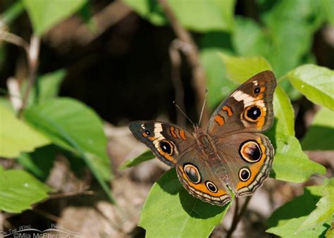 Common Buckeye Butterfly Photos From Sequoyah Nwr Mia Mcphersons On The Wing Photography