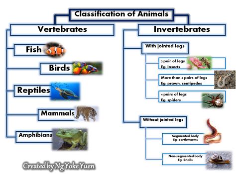 Animals Classification Of Animals