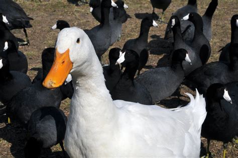 Curious Duck Free Stock Photo - Public Domain Pictures