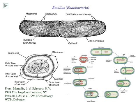 Ppt Survey Of Bacteria Powerpoint Presentation Free Download Id