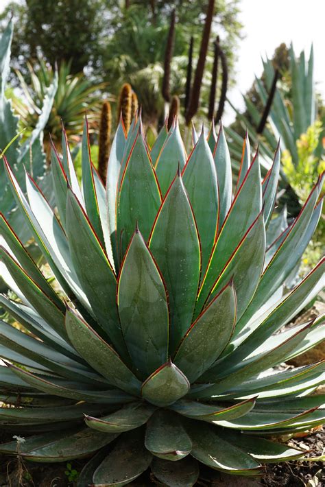 Webinar Hellstrip Plants The Ruth Bancroft Garden And Nursery