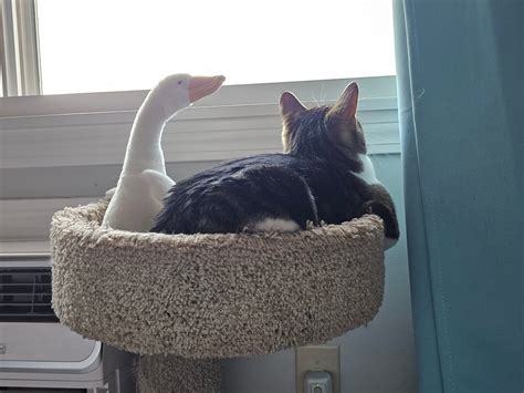 Funny Cats Memes The Most Comfy Spot In The House 😹 Facebook