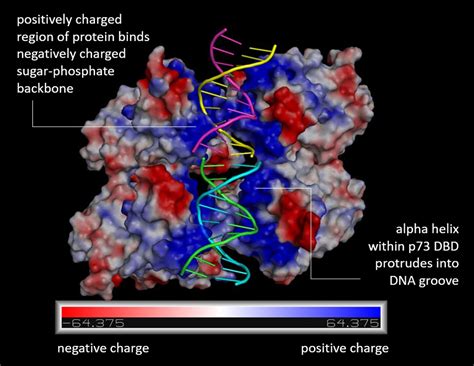 P73 Uncovered Introduction