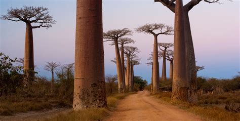 Madagascar Country Trees