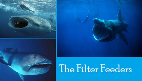 Suspension Feeders And Filter Feeders