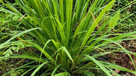 How To Grow Lemongrass Plantinfo