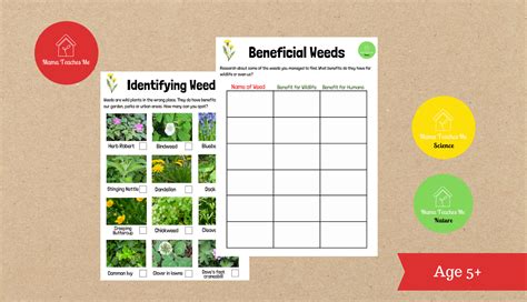 Mtm Nature Identifying Weeds
