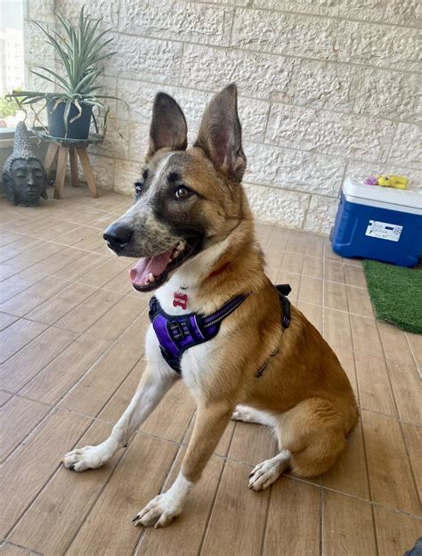 ירושלים אומצה חמסה 🪬 כלבה יפייפיה טובה ומחונכת מחפשת התחלה חדשה