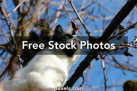 Cat Stuck In Tree Photos Download The Best Free Cat Stuck In Tree
