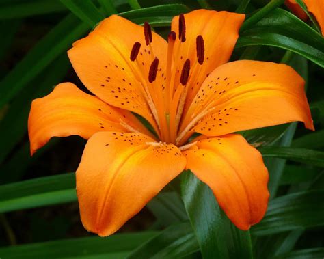 Orange Lily Plants