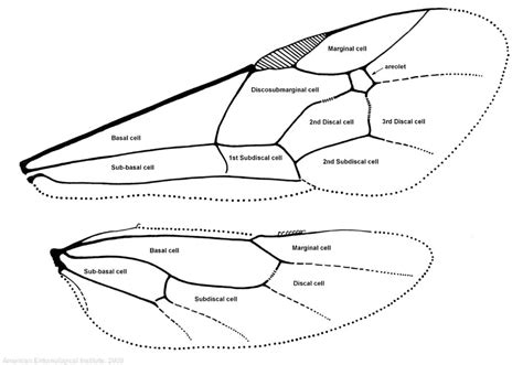 [ichneumonidae] Braconidae Ou Ichneumonidae Le Monde Des Insectes