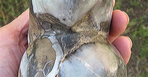 Paleo And Geo Topics Comments By R L Squires Stringocephalus An