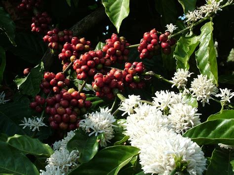Coffee Plantation Estate View Coffee Estate Coorg Tour