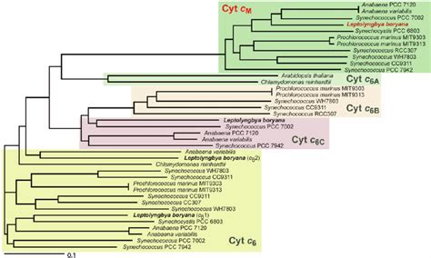 Molecular Phylogenetic Tree Of Cyt C M And Related Cyt C 6 Like Download Scientific Diagram