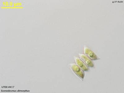 Utex 417 Scenedesmus Dimorphus Utex Culture Collection Of Algae