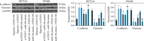 Hypoxia Induces The Stat3 Mir 19a Pten Axis To Affect Activity Of The Download Scientific