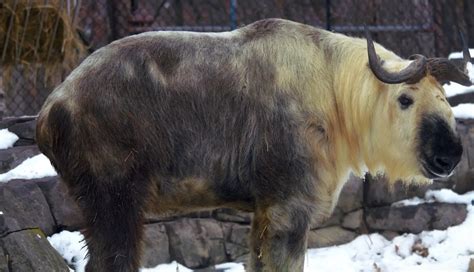 Sichuan Takin Budorcas Taxicolor Tibetana