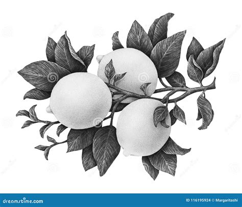 I Limoni Fruttifica Su Un Ramo Con Le Foglie Isolate Su Fondo Bianco