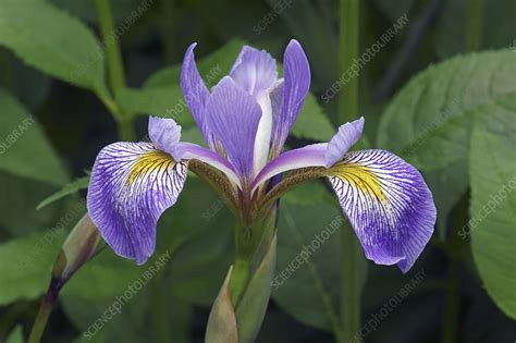 Virginia Iris Iris Virginica Flower Stock Image C0486975 Science Photo Library