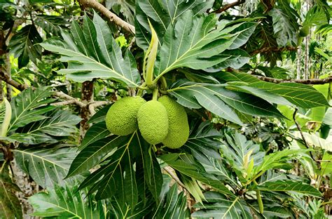 Improving The Breadfruit Drying Process Design Innovation Segal
