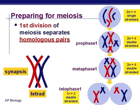 Chapter 10 Meiosis Sexual Reproduction Ap Biology 2005