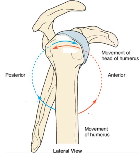Fig 10 3 Arthrokinematic Motions Glenohumeral Joint Diagram Quizlet
